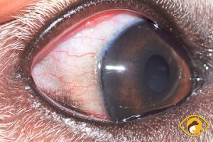 Eyelash (cilia) disorders | Animal Vision Care & Surgical Center