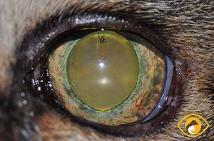 Eye Conditions | Animal Vision Care & Surgical Center