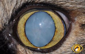 Cataract | Animal Vision Care & Surgical Center