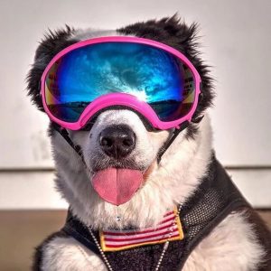Eye Protection Options For Your Dog | Animal Vision Care & Surgical Center