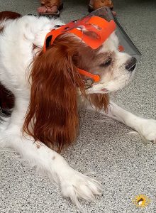 Eye Protection Options For Your Dog | Animal Vision Care & Surgical Center